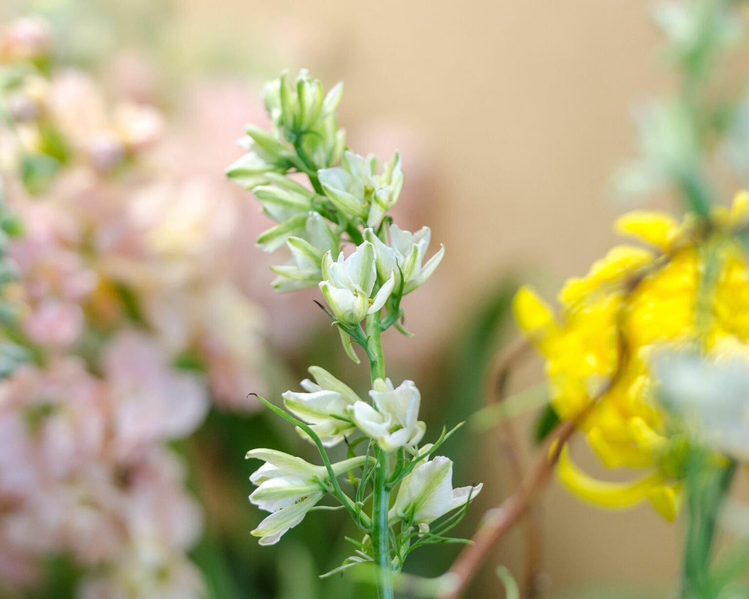la petite Jaune Fleur - Red Deer Floral Design